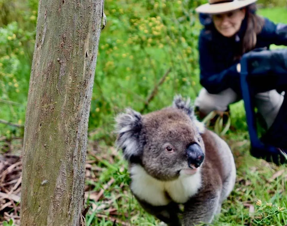 Meet Our Team - Koala Sanctuary