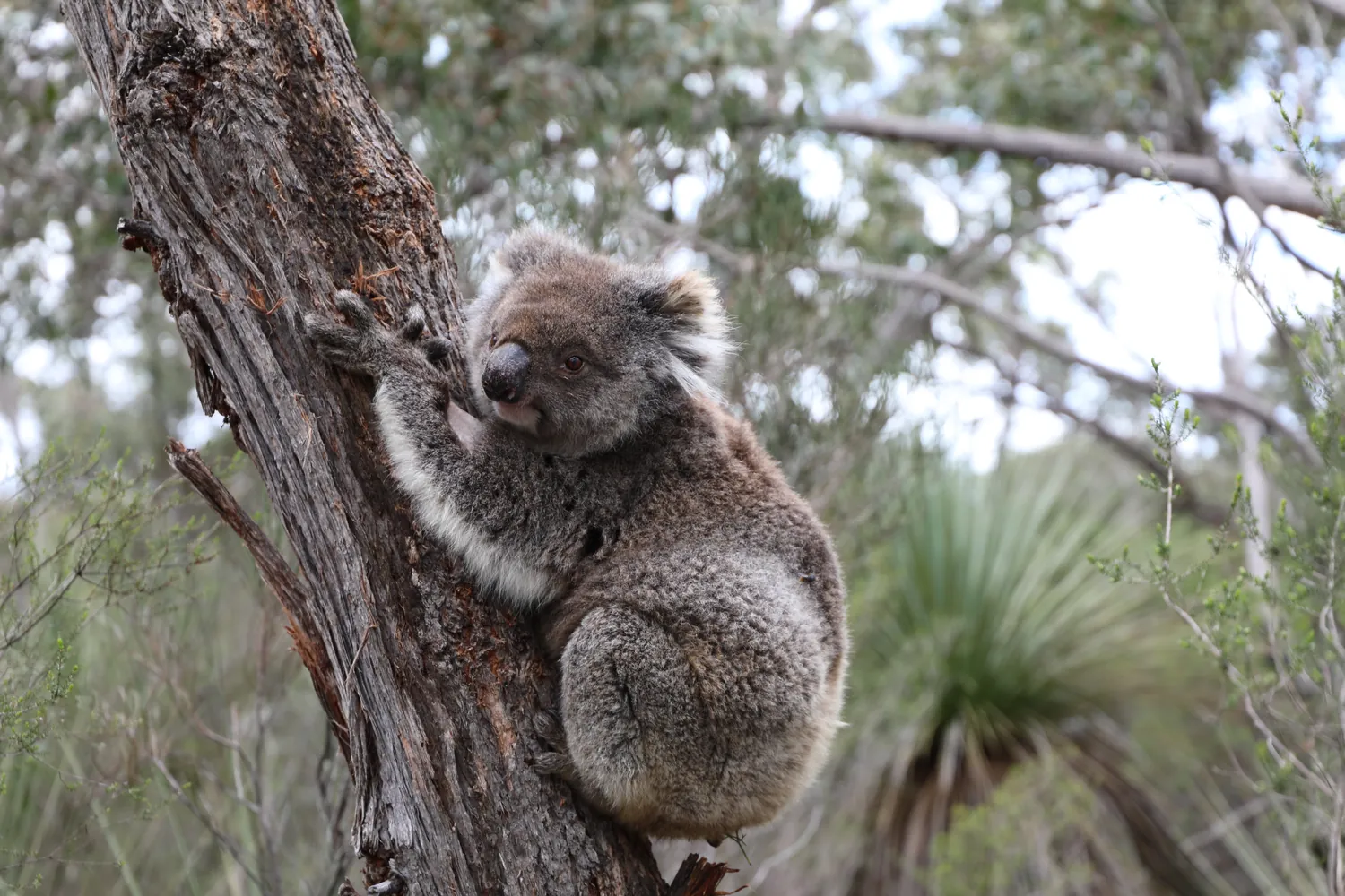 In Memoriam - The Koala Sanctuary | The Koala Sanctuary